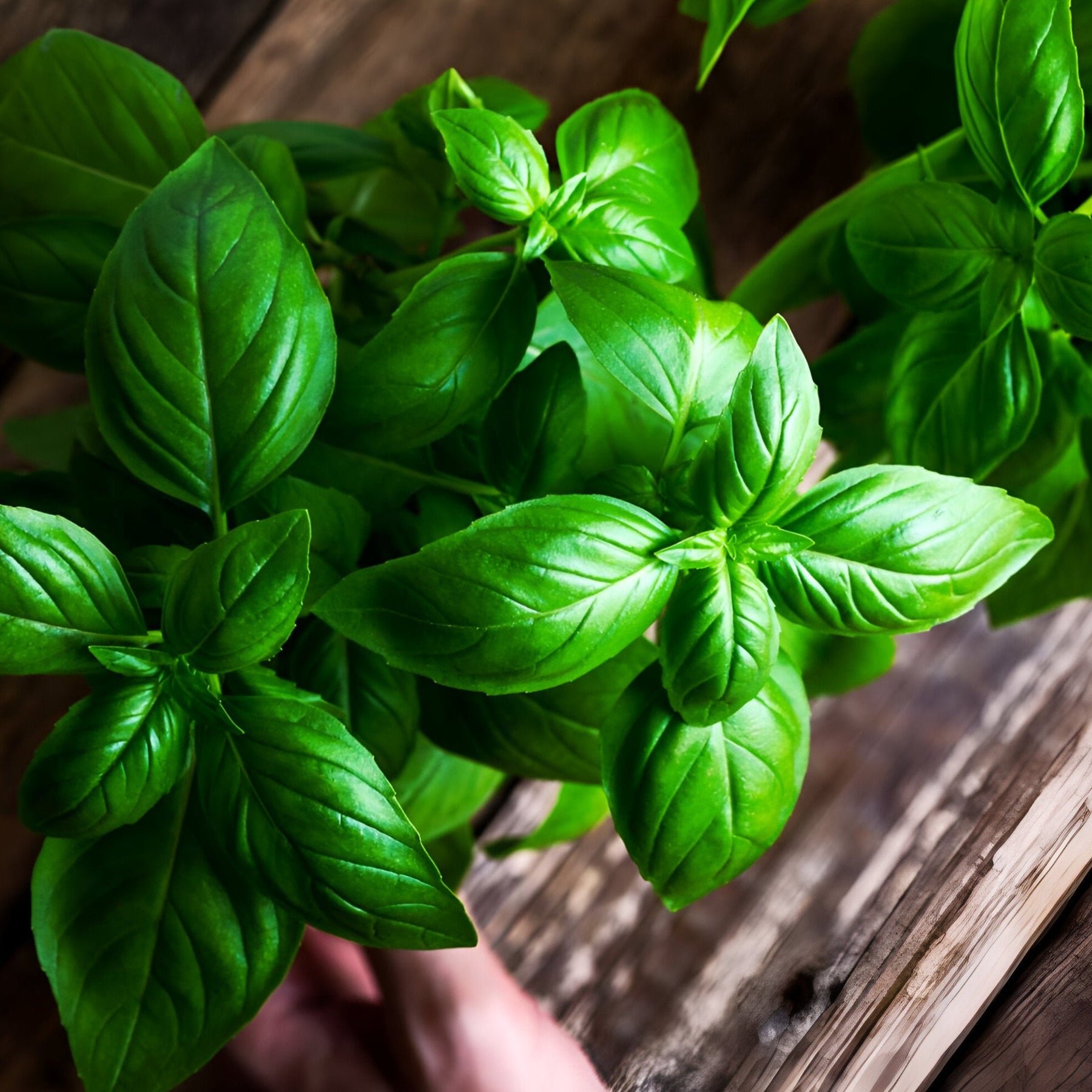 Shop Clive Christian Original Collection 1872 Basil Limited Edition ...