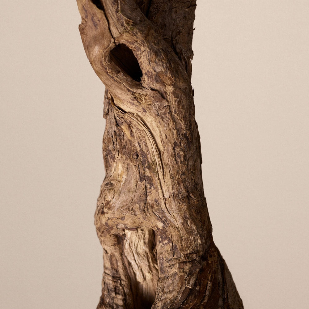 Shop Burberry Bespoke Collection Antique Oak 10% Eau De Parfum in Australia